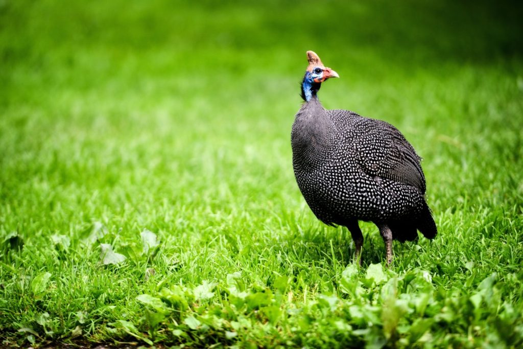 Cool Facts About Guinea Fowl | Pet-Connection